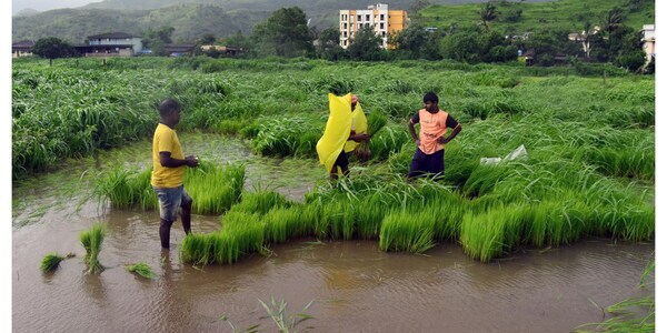 Good monsoon raises hopes, but crop prices key to rural India ...