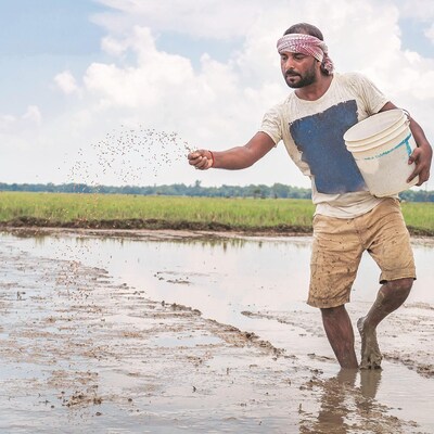 DSR method of paddy growing: Benefits and controversies surrounding it ...