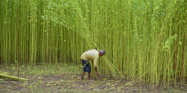 Centre hikes MSP on jute by Rs 315, promises 66.8% returns for farmers | India News - Business ...