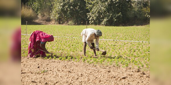 Sowing area swells to 109.23 mn hectares but floods pose risk to yields ...