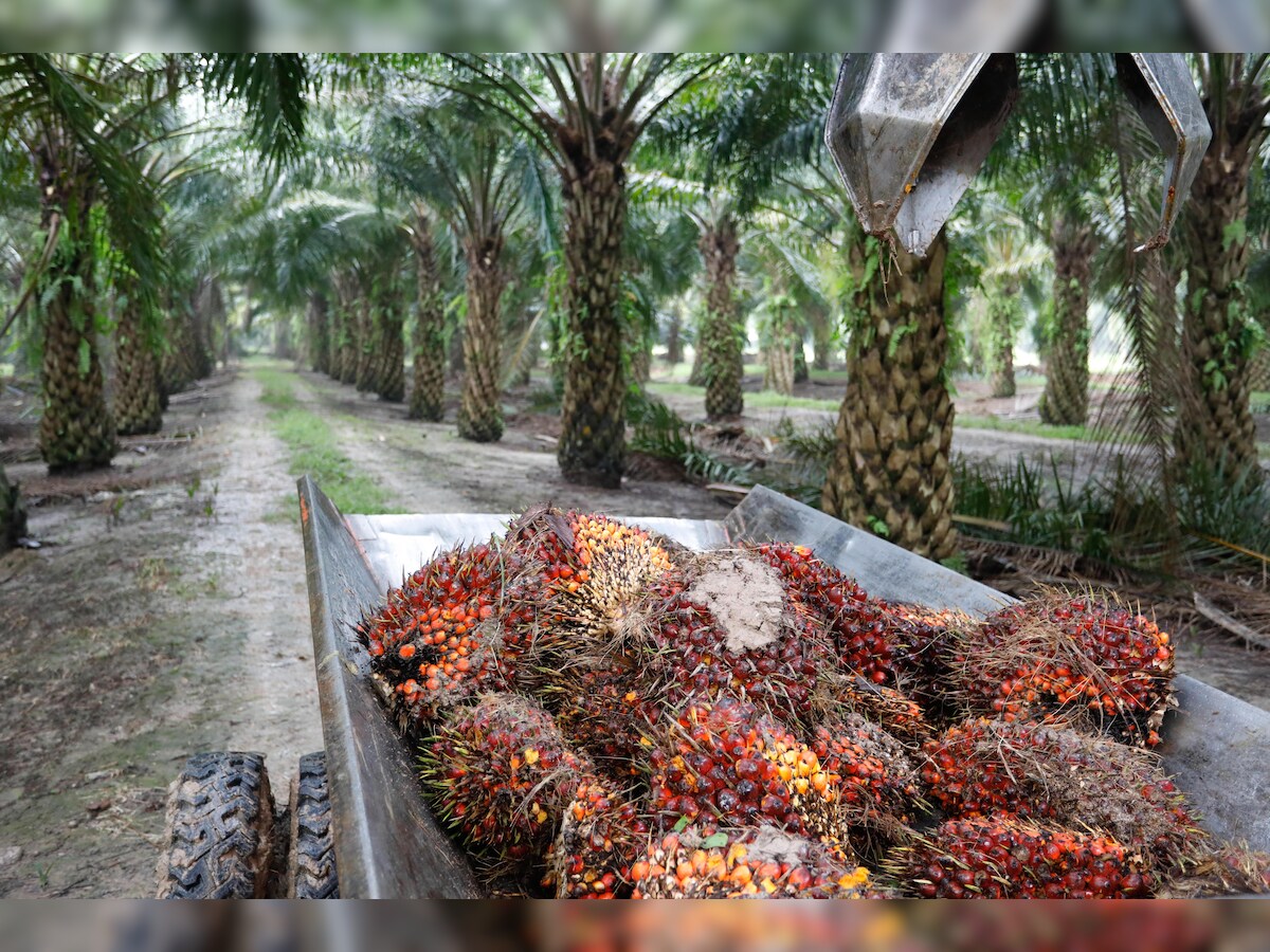 With crude palm oil rates on fire consumer firms start raising prices News Business Standard