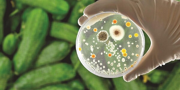 E. coli crisis: Why vegetable contamination is harder problem than beef ...