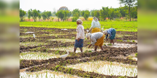 Green Revolution's unintended fallout: Deepening of India's farming ...