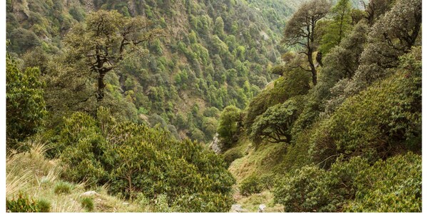 India rises to 9th spot in forest area, ranks 3rd in forest gain: FAO ...