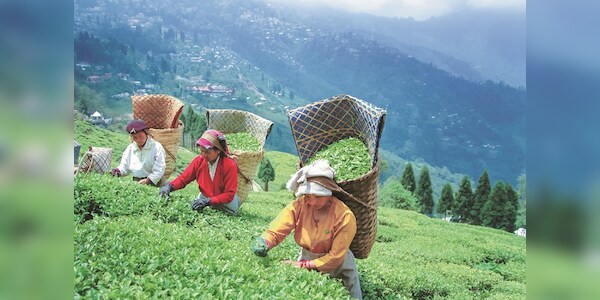 Tea exports from India rise 9.92% to 254.67 mn kg in 2024 on higher ...