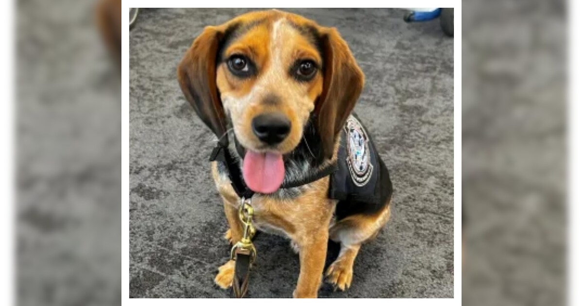 US deports 70-year-old Egyptian man after he kicks CBP dog at airport ...