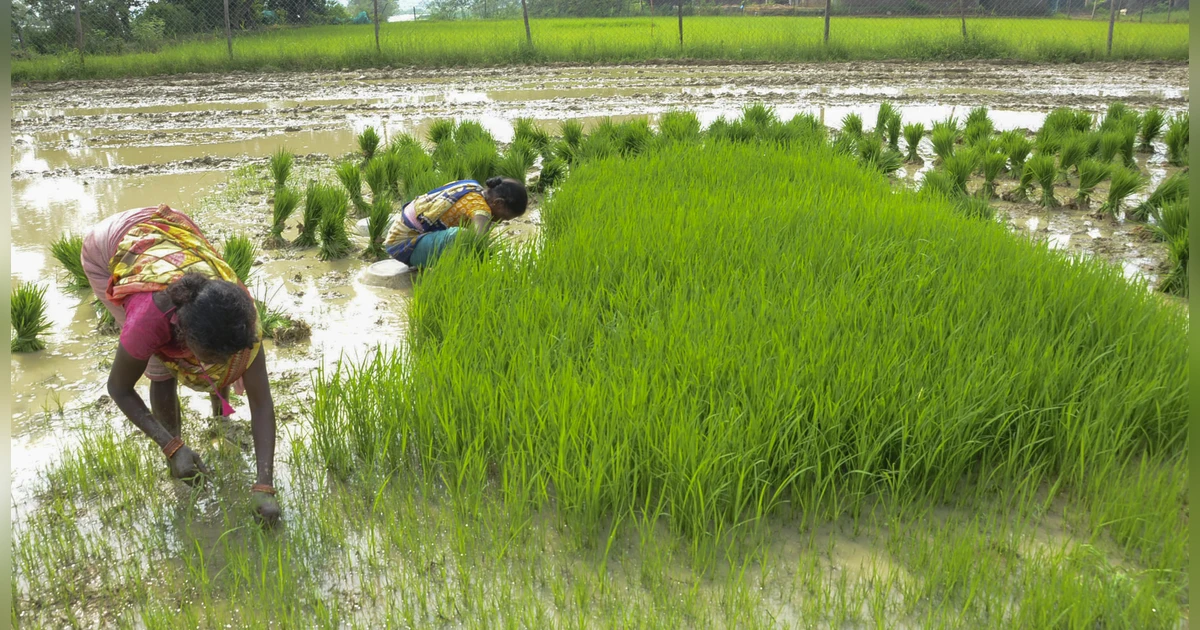 Goa to roll out new salt-tolerant paddy variety for 2026 kharif season ...
