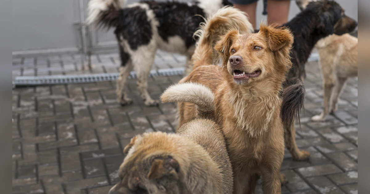 MCD boosts stray dog control with faster sterilisation and NGO tie-ups ...