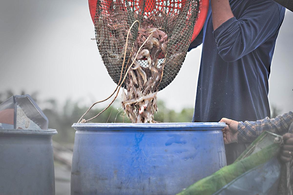 US tariff: Shrimp biz worth ₹25K cr at stake; farm gate rates drop 19% ...