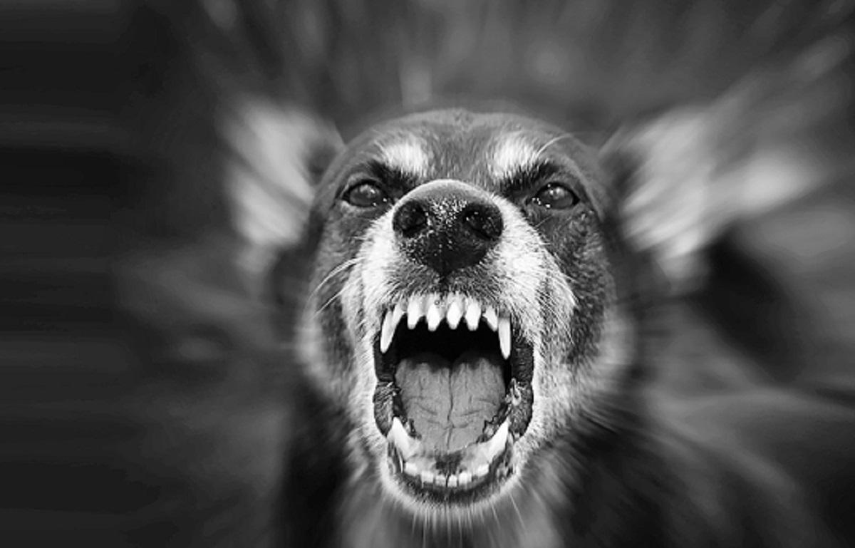Datanomics: 3 in 10 stray dog-bite cases from the Southern region ...