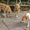Lot of videos of dogs attacking elderly, kids: SC to animal rights ...