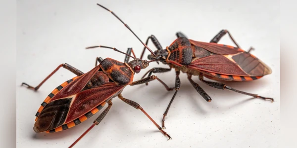 'Kissing-bug' parasite spreads in the US, raising risk of Chagas ...