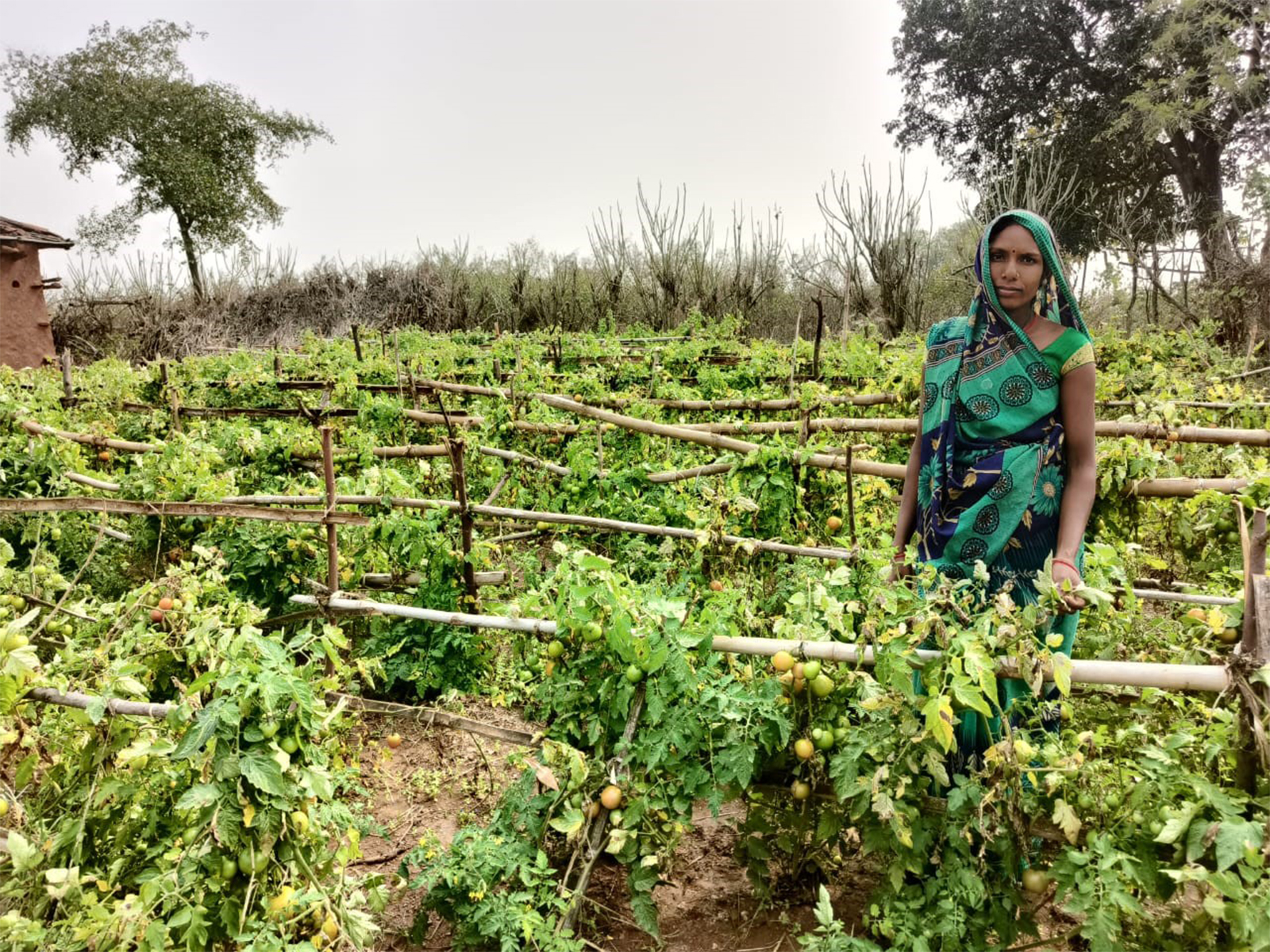 India Needs to Rebuild Rural Systems for Long-Term Food Security ...