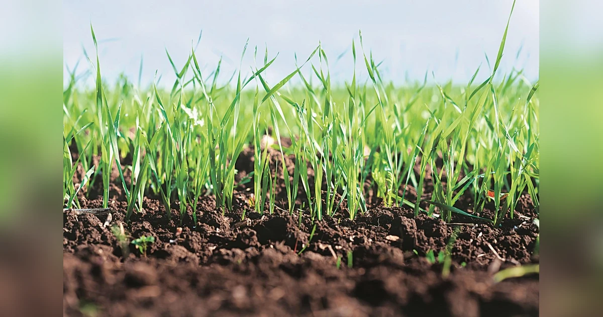 Rabi acreage tops normal levels for most crops till January 9, shows ...