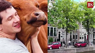 Explained | How 'cow hugging' became a global wellness trend