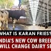 What is Karan Fries?: India's new cow breed that will change dairy sector